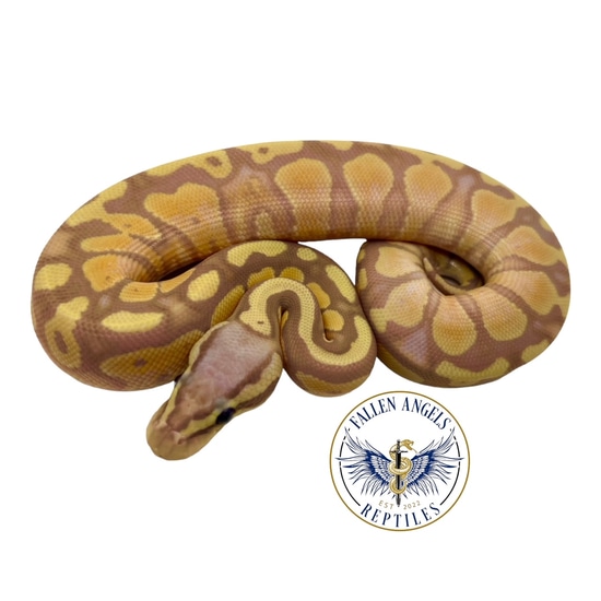 Banana Het Clown Ball Python by Fallen Angels Reptiles
