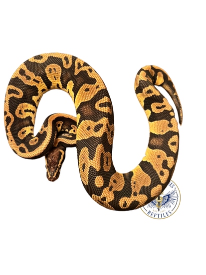 Confusion Pastel Ball Python by Fallen Angels Reptiles