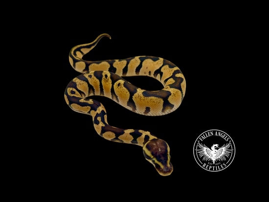 GHI Pastel Orange Dream Ball Python by Fallen Angels Reptiles