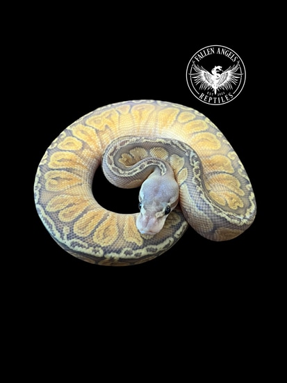 Cypress Pastel Hypo Sunset Ball Python by Fallen Angels Reptiles