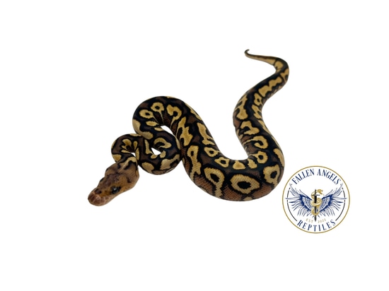 Black Pastel Spotnose Yellowbelly Clown Ball Python by Fallen Angels ...