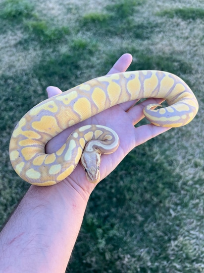 Banana Het Clown Ball Python by Fallen Angels Reptiles