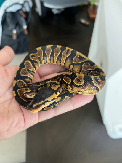 Wookie Yellowbelly Het Clown Ball Python by Fallen Angels Reptiles