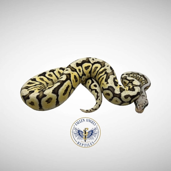 Firefly Redstripe Spotnose Het Clown Ball Python by Fallen Angels Reptiles