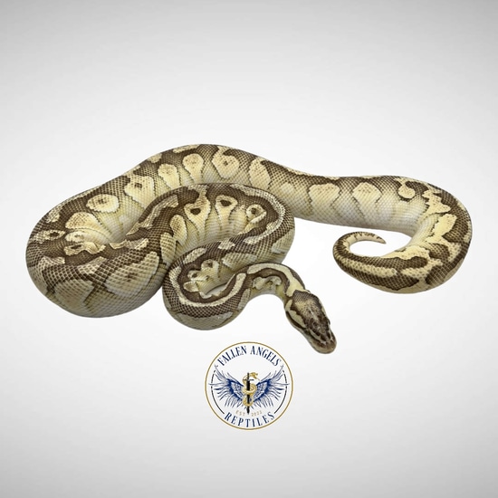 PROVEN BREEDER Pastel Lesser Het Clown Ball Python by Fallen Angels ...