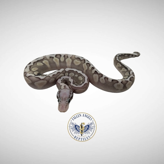 Paradox GHI Spotnose Pastel Lesser YB 66% Het Clown Ball Python by ...