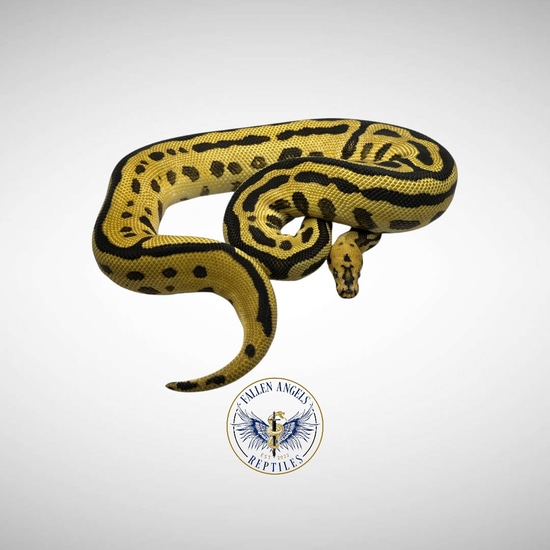 Redstripe Leopard Spotnose Clown Ball Python by Fallen Angels Reptiles