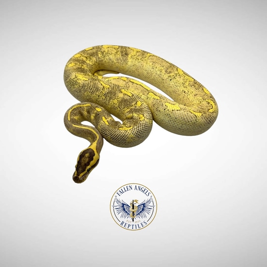 PB Super Enchi Fire Freeway Ball Python by Fallen Angels Reptiles