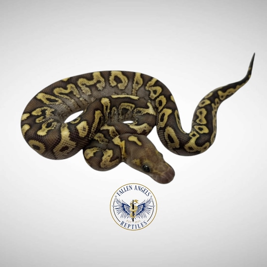 Spotnose GHI Mojave Clown Ball Python by Fallen Angels Reptiles