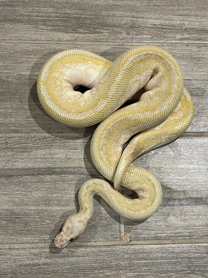 PB Stranger Redstripe Fire Lesser Clown Ball Python by Fallen Angels ...