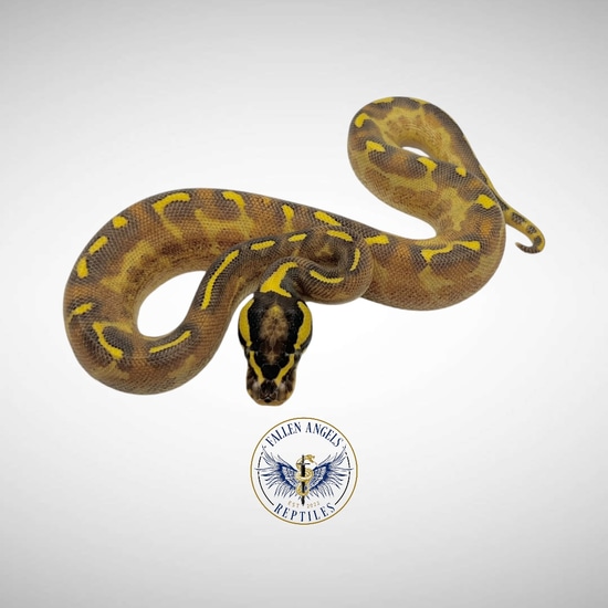 Enchi Freeway (Mardi Gras) Ball Python by Fallen Angels Reptiles
