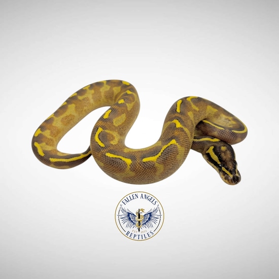 Enchi Freeway (Mardi Gras) Ball Python by Fallen Angels Reptiles