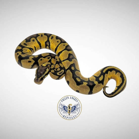 Sandblast Pastel Het Pied Ball Python by Fallen Angels Reptiles