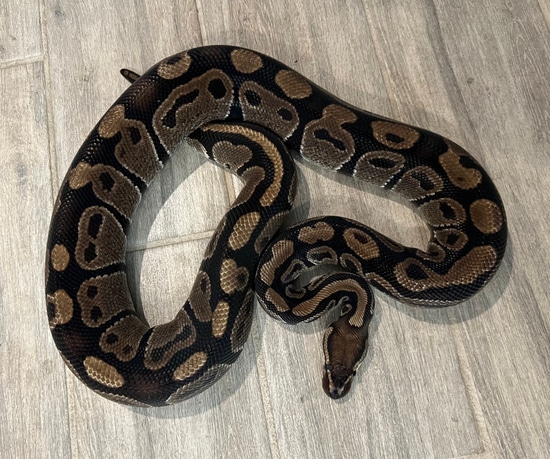 RTB 10mm Proven Het Lavender Albino Ball Python by Fallen Angels Reptiles