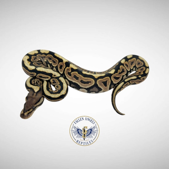 Black Pastel Spotnose Het Clown Ball Python by Fallen Angels Reptiles