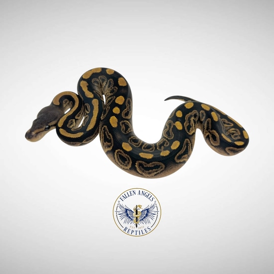 Wookie Black Pastel Het Clown Ball Python by Fallen Angels Reptiles