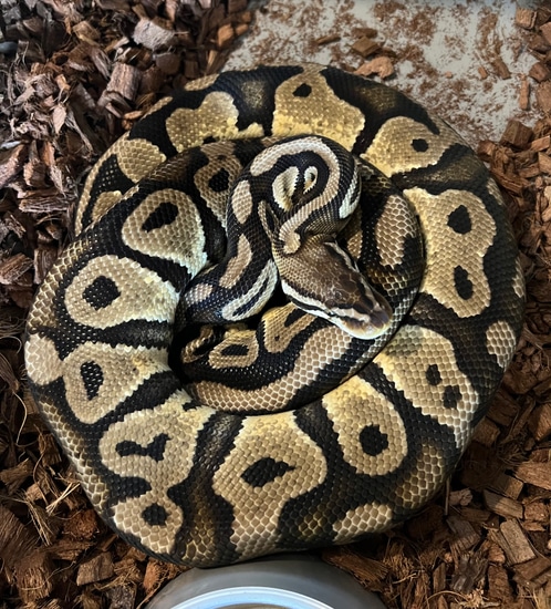Proven Breeder Pastel Het Clown Ball Python by Fallen Angels Reptiles