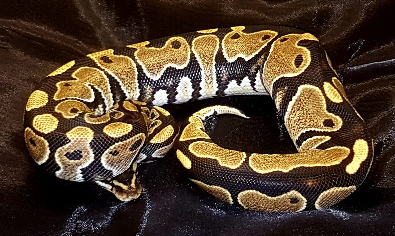 Lace Het TSK Axanthic Ball Python by KK Morphs - MorphMarket