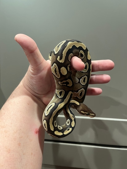 Mohave DH Dessert Ghost Hypo Ball Python by Round Up Reptiles