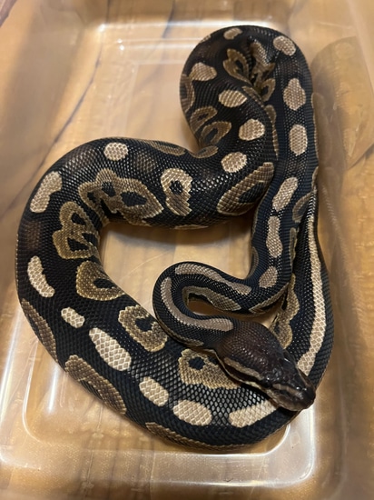 Cinnamon Ball Python by Round Up Reptiles