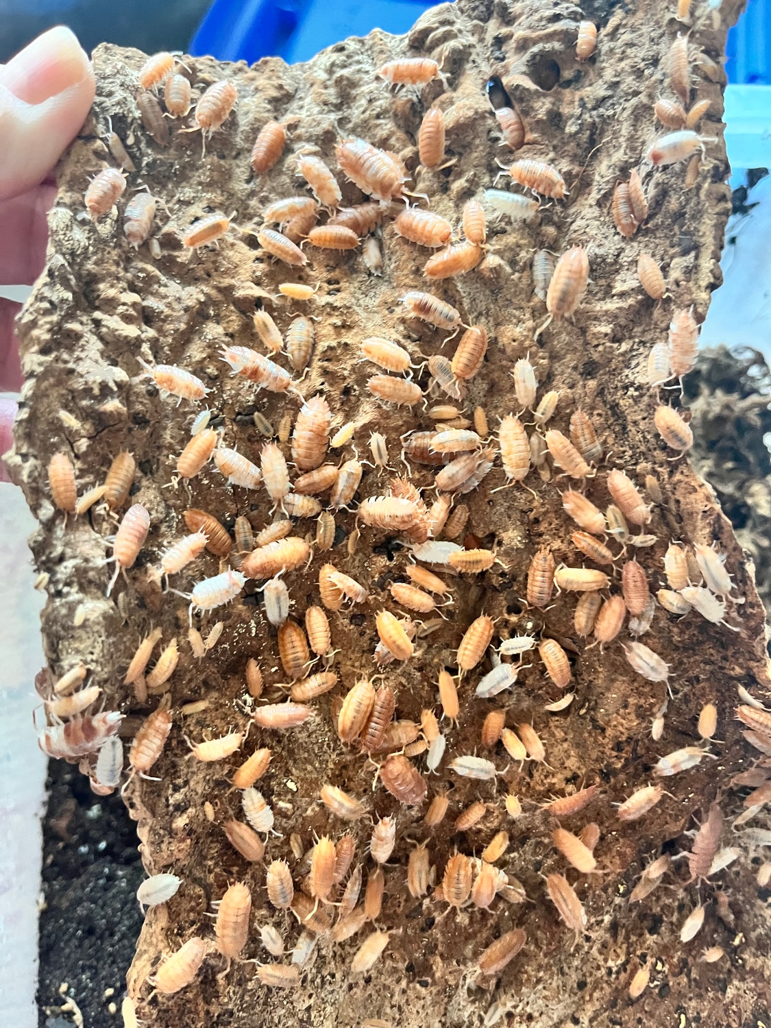 Orange Koi Isopod by Round Up Reptiles - MorphMarket