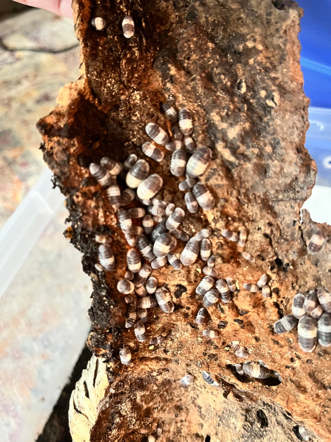 Panda Kings Isopod by Round Up Reptiles - MorphMarket