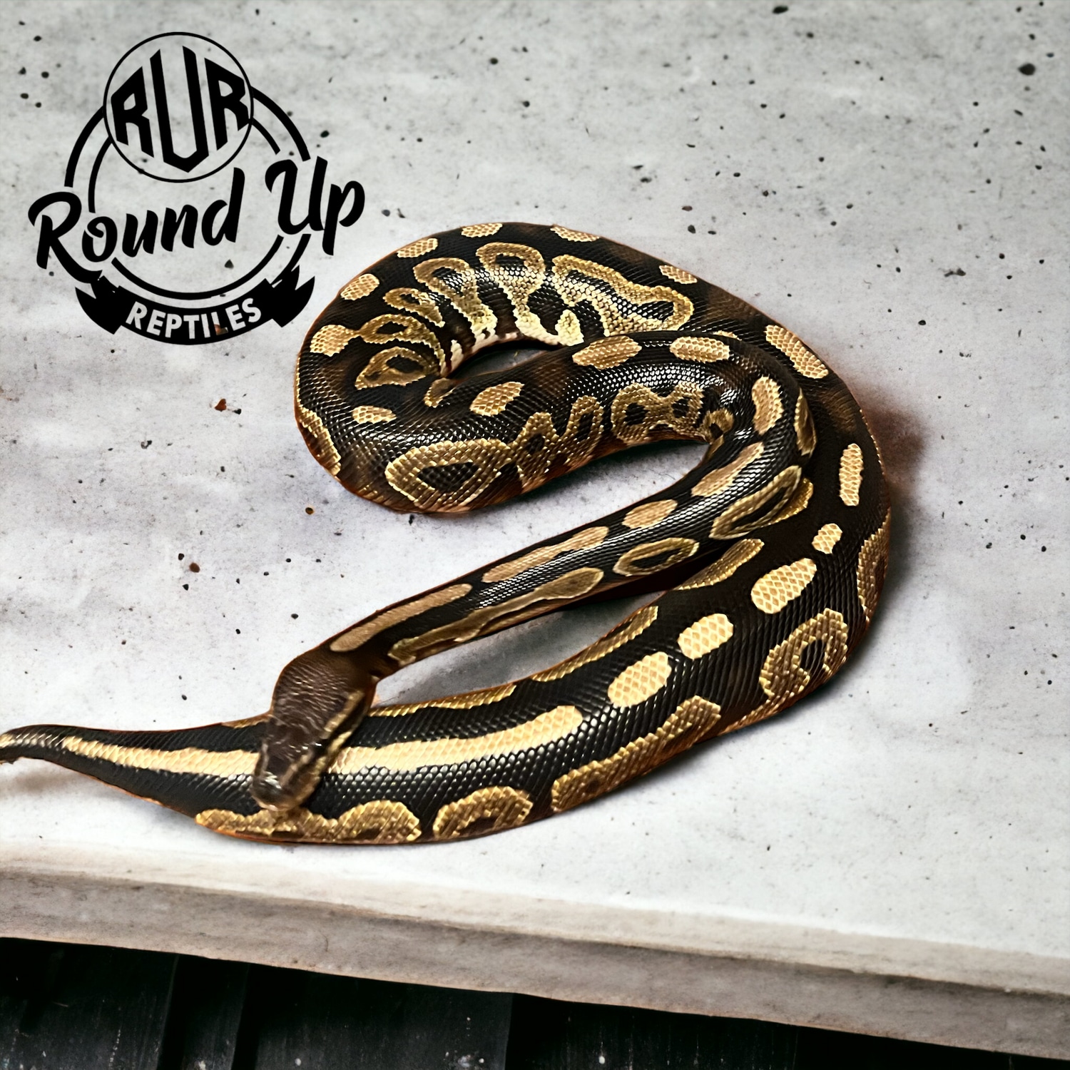 Cinnamon Ball Python by Round Up Reptiles - MorphMarket