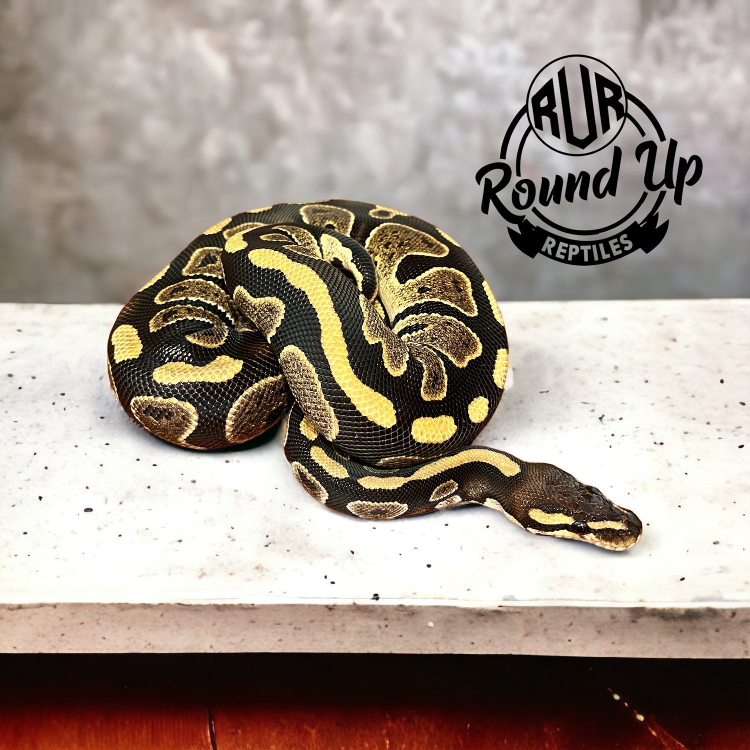 Chocolate 100% Het Pied Ball Python by Round Up Reptiles - MorphMarket