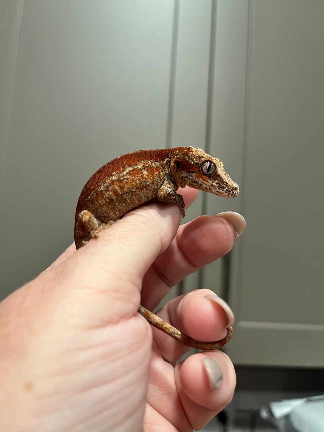 Red Stripe Gargoyle Gecko Probable Female by Round Up Reptiles ...