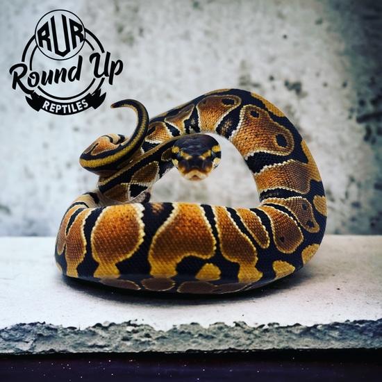 Het Puzzle Ball Python by Round Up Reptiles