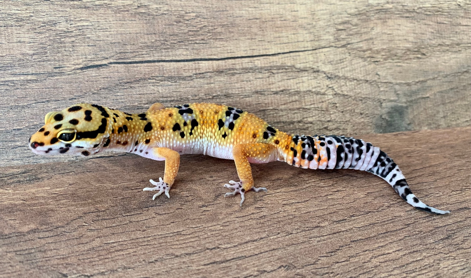 TSF Atomic G Inferno Cross 100% Het Tremper Leopard Gecko by Gulf Coast ...