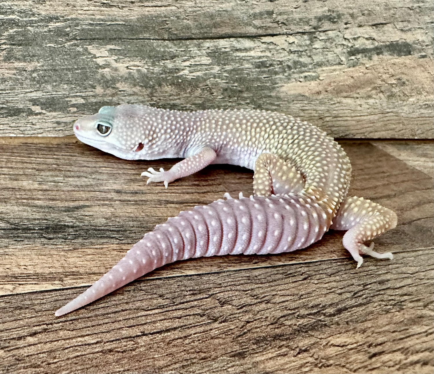Mack Snow Blizzard Het Tremper Het Eclipse Leopard Gecko by Gulf Coast ...
