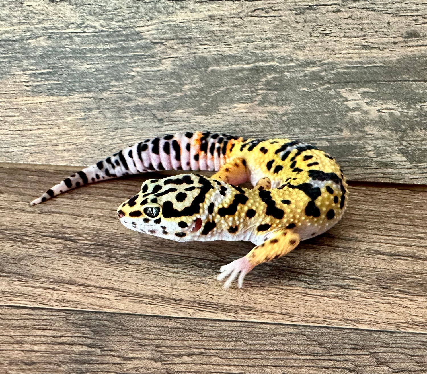 Atomic G Bold Stripe Cross Het Tremper Het Eclipse Leopard Gecko by ...