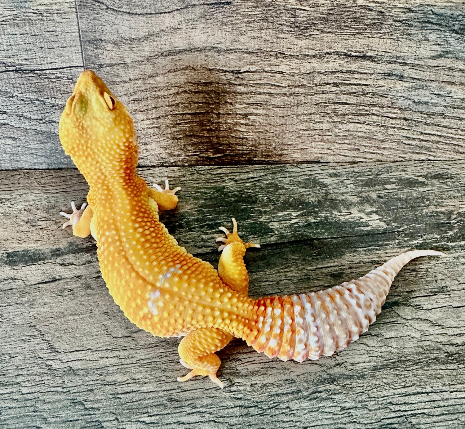 Pet Only Leopard Gecko by Gulf Coast Gecko - MorphMarket
