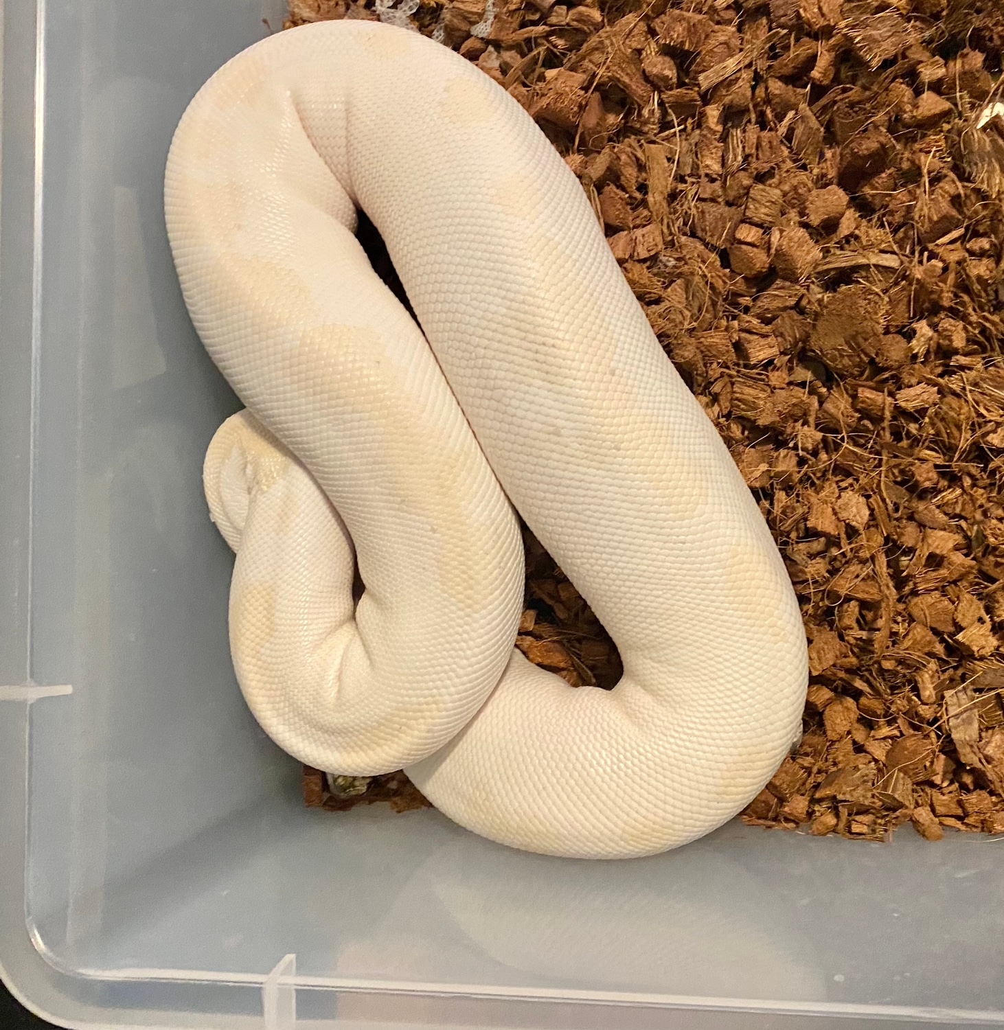 Super Fire (Pos OD) Ball Python by KLC Morphs - MorphMarket