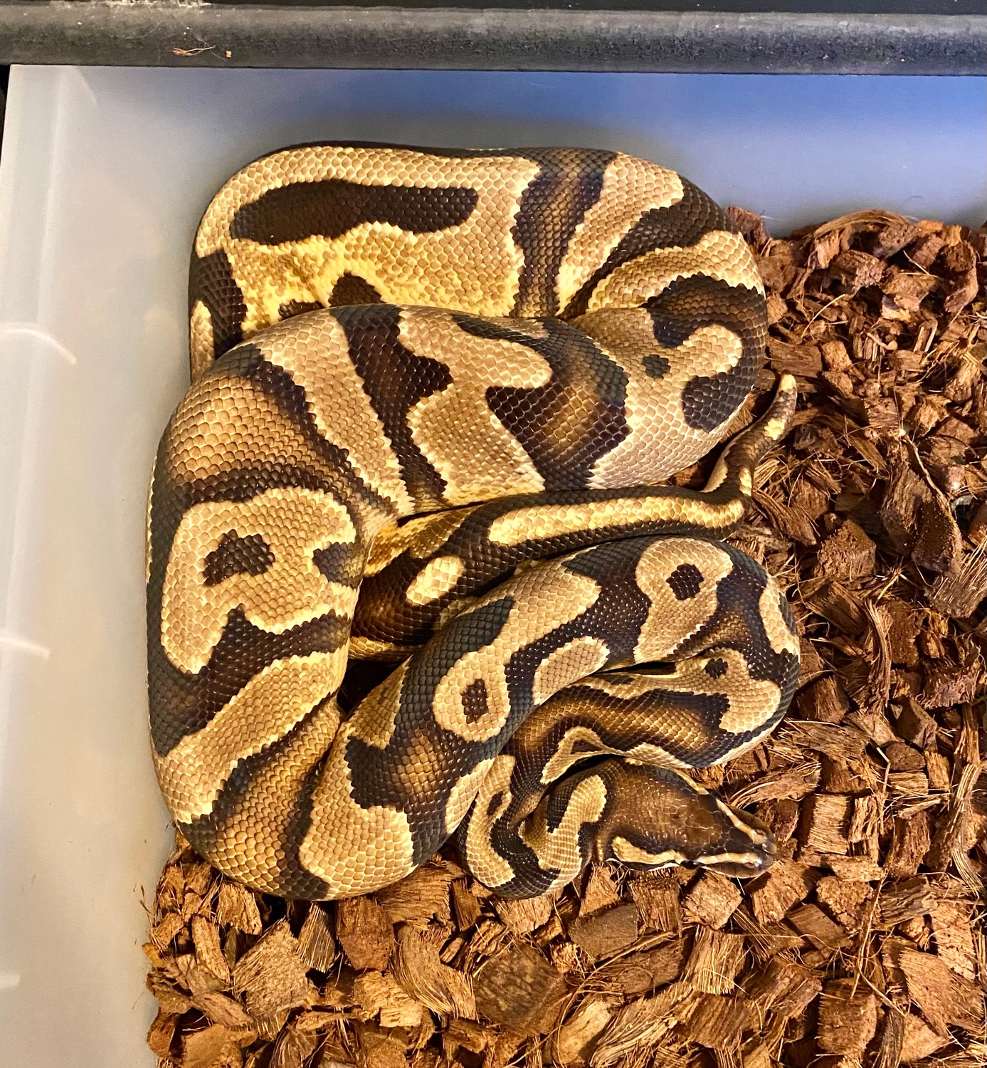 YB OD Fire Double HET Pied/Albino Ball Python by KLC Morphs - MorphMarket