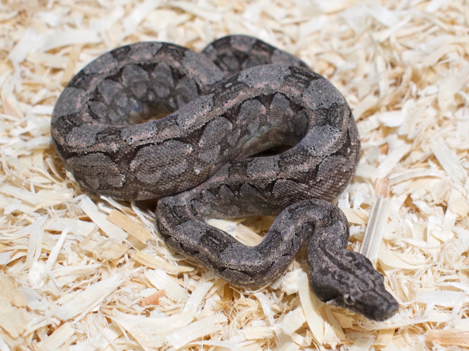 66% Het T+ Albino Argentine Boa Constrictor by KL Constrictors ...