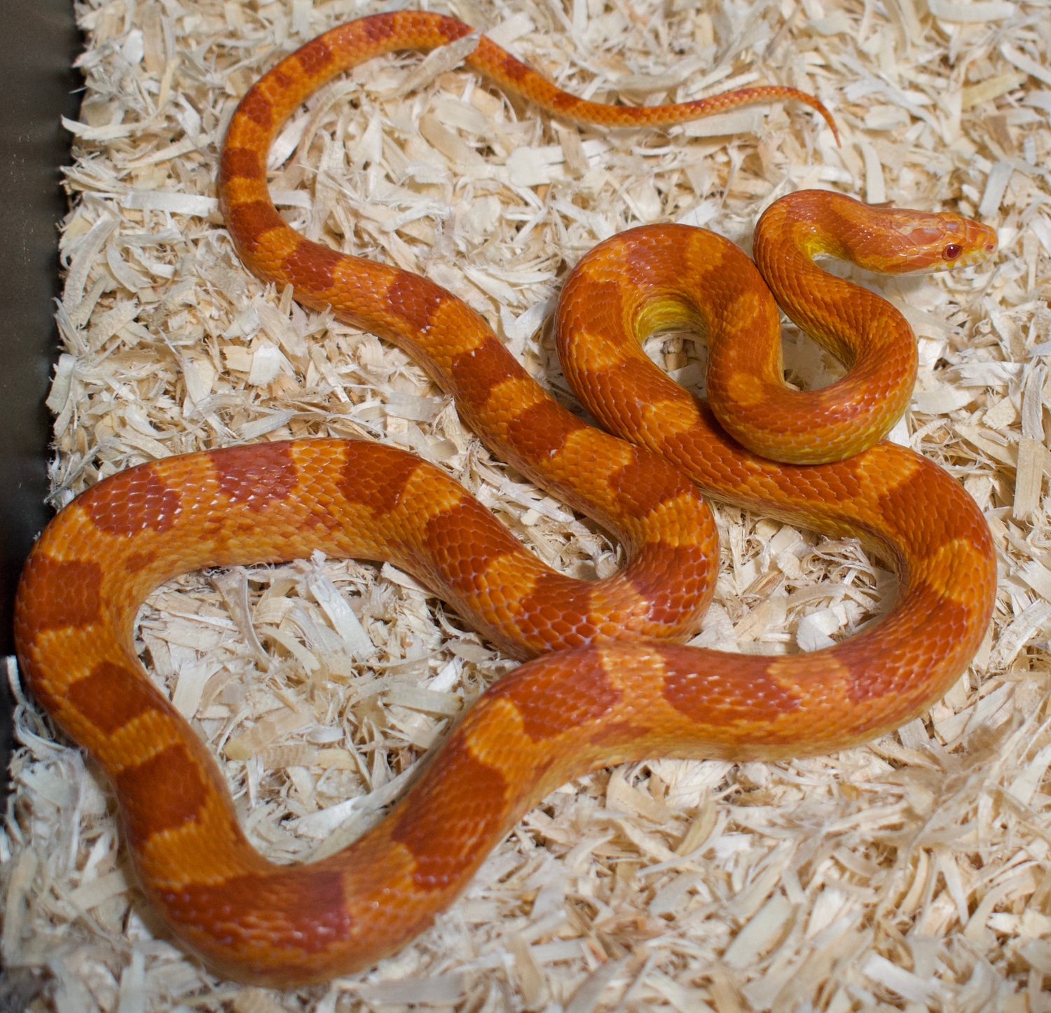 Red Factor Amel Corn Snake by KL Constrictors - MorphMarket
