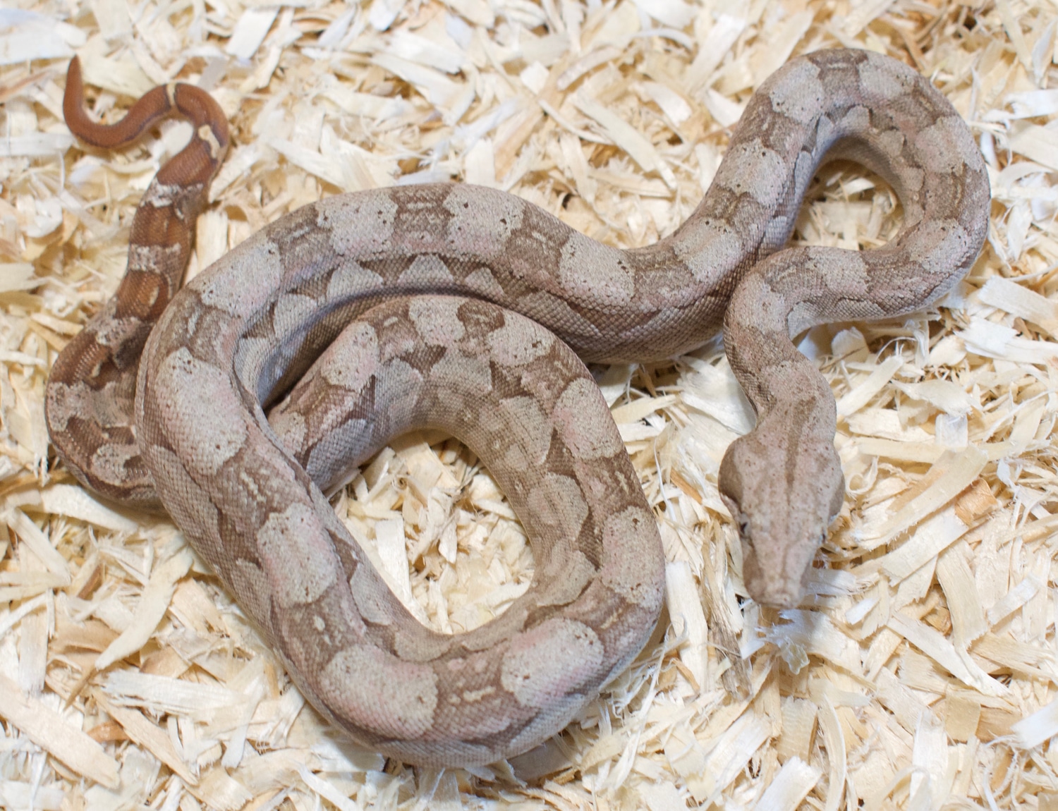 T+ Female Argentine Boa Constrictor by KL Constrictors - MorphMarket