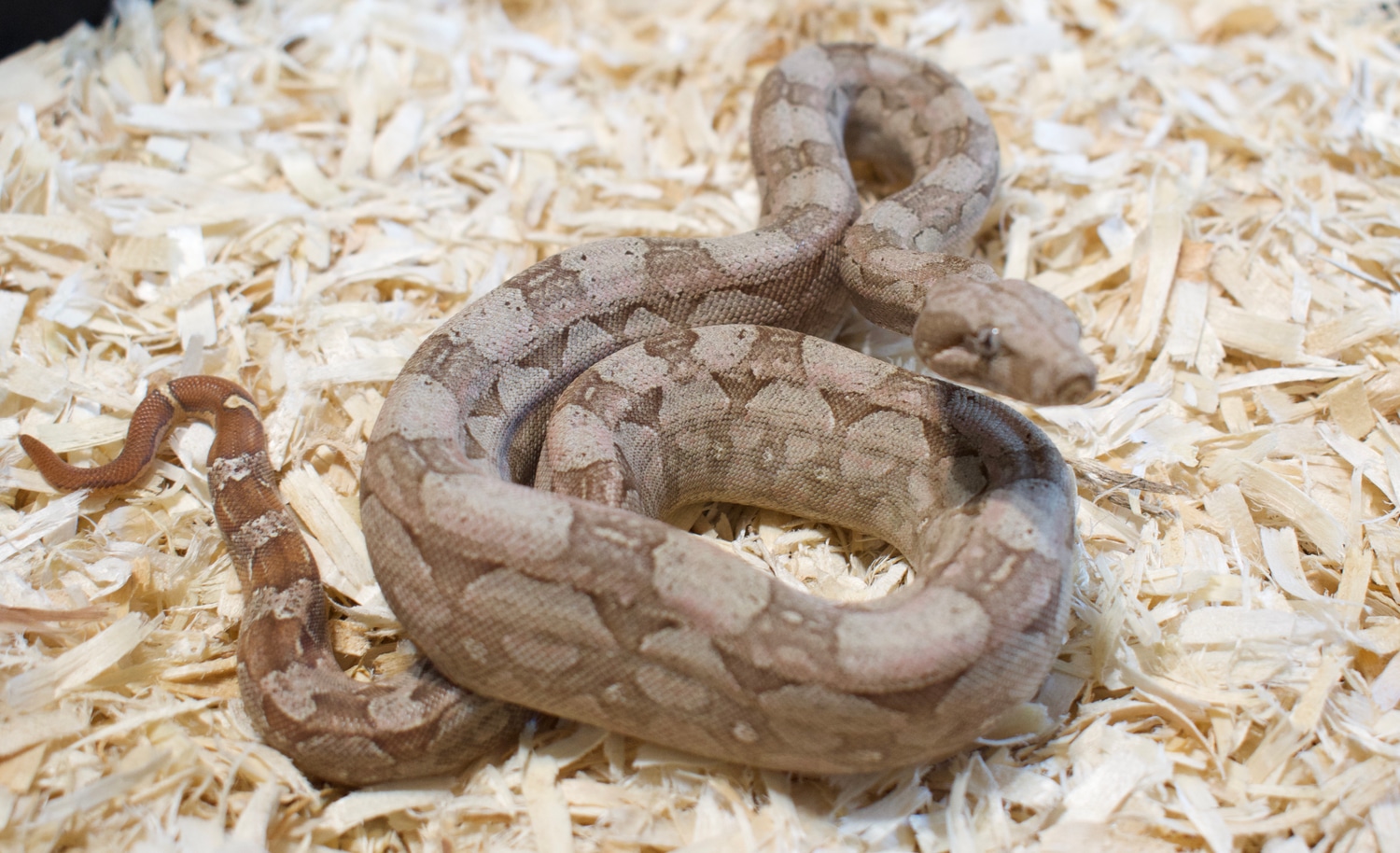 T+ Female Argentine Boa Constrictor by KL Constrictors - MorphMarket