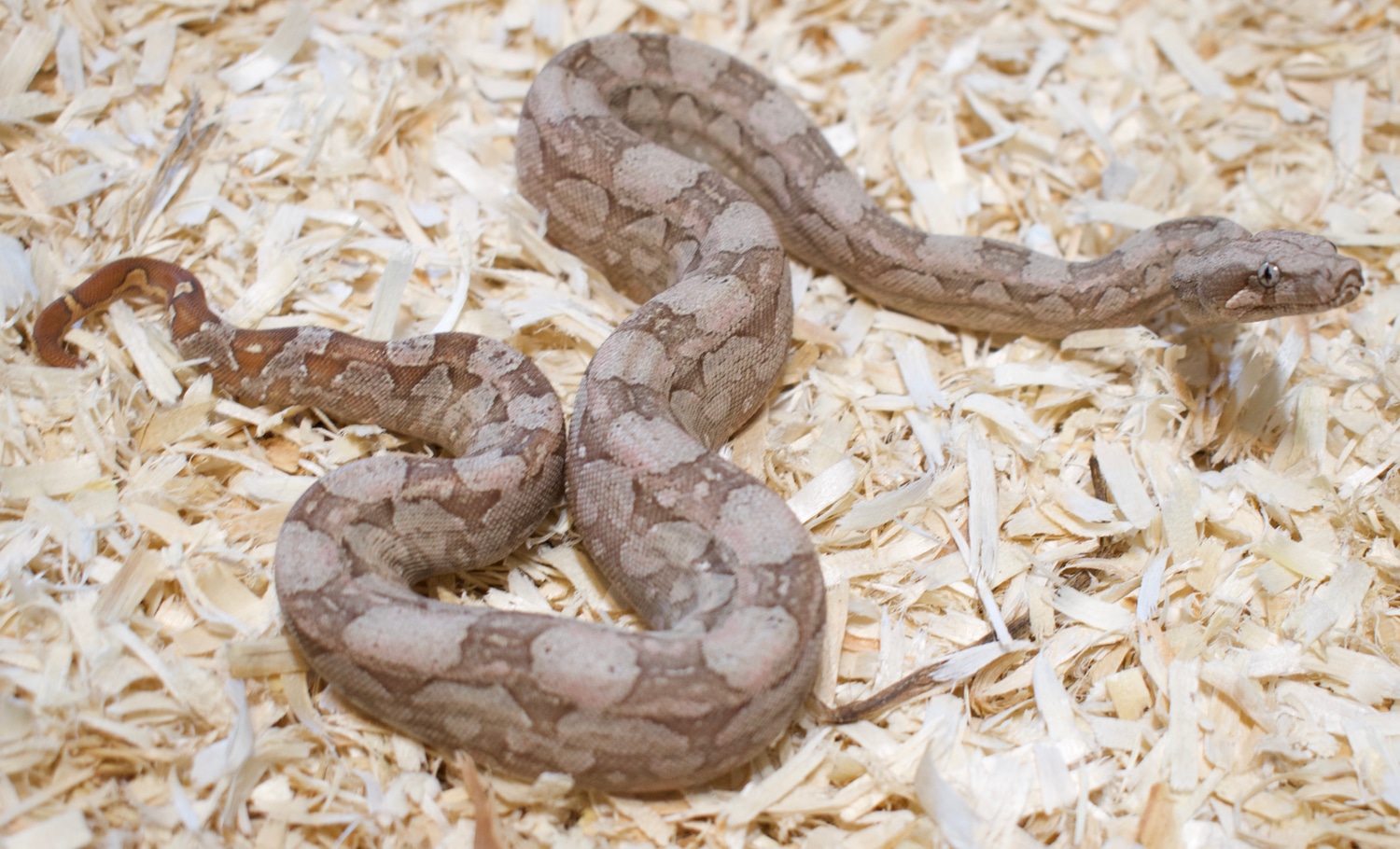 T+ Male Argentine Boa Constrictor by KL Constrictors - MorphMarket