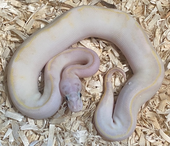 Pastel Ivory Pos Het Clown Ball Python by KL Constrictors