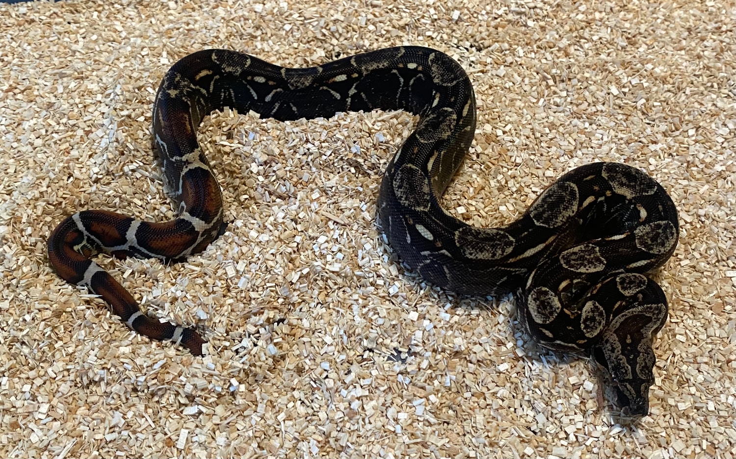 IMG Het Leopard Boa Constrictor by KL Constrictors - MorphMarket