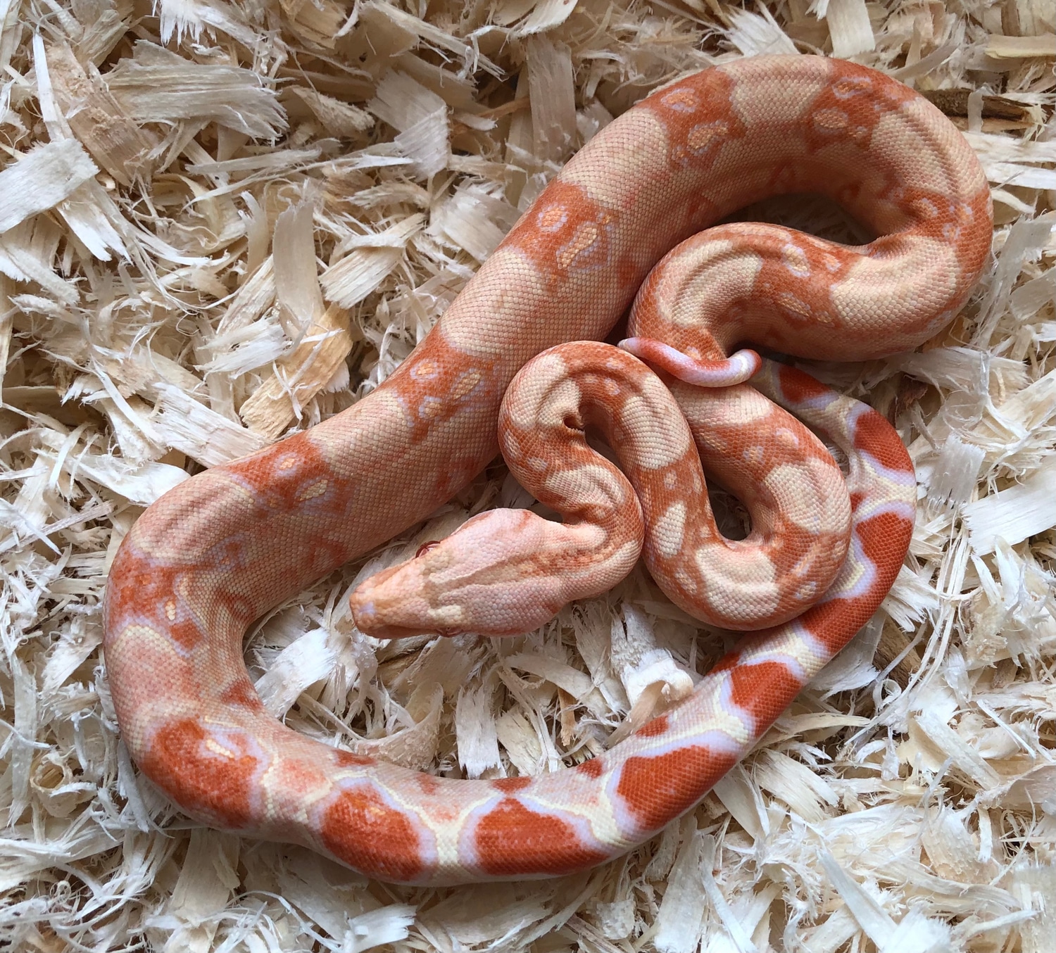 Pastel Dream IMG Albino Jungle Boa Constrictor by KL Constrictors ...