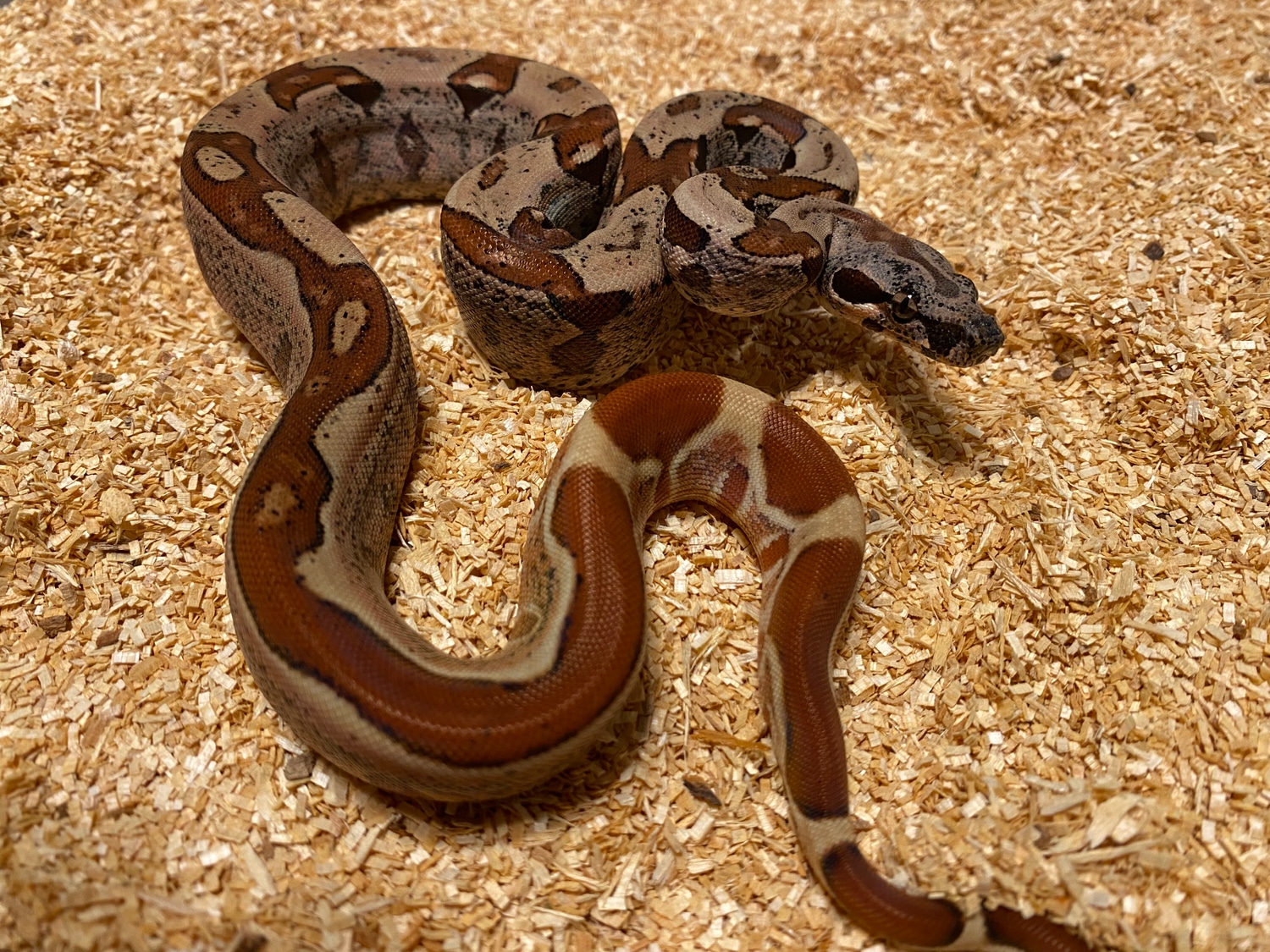 IMG Pastel Dream Hypo Jungle Boa Constrictor by KL Constrictors - MorphMarket