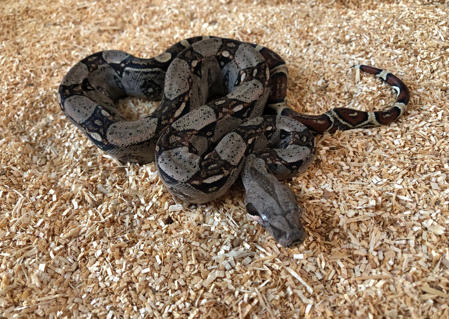 Normal 66% Het Kahl Boa Constrictor by KL Constrictors - MorphMarket