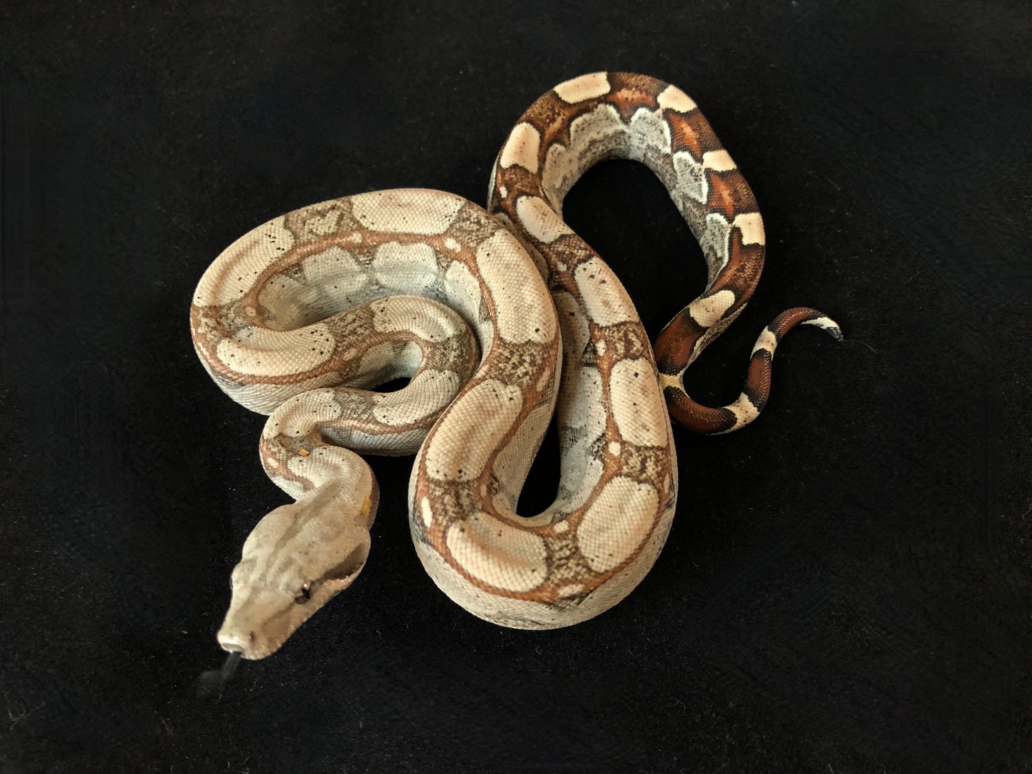 Key West Het VPI Boa Constrictor by KL Constrictors - MorphMarket