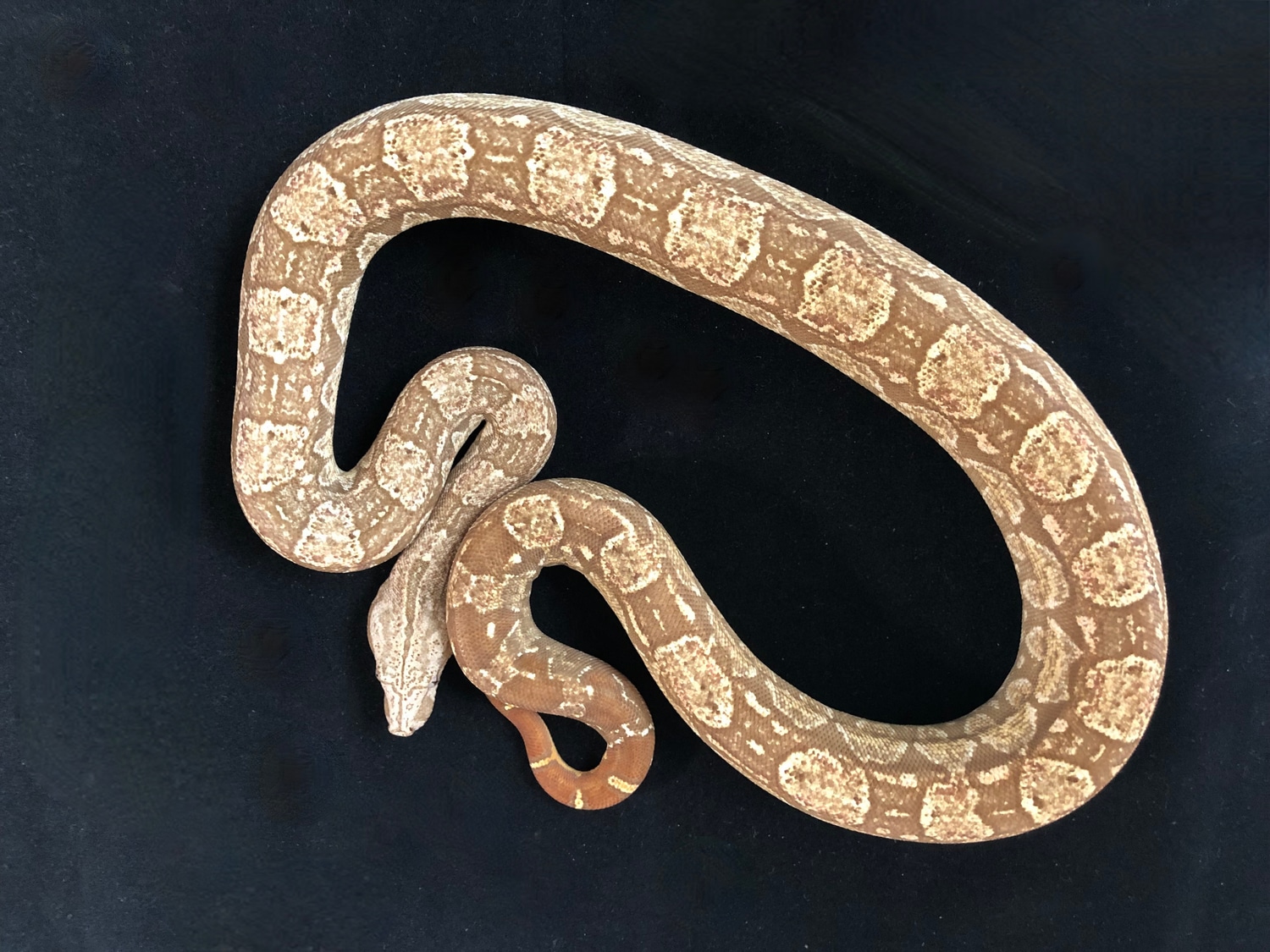 T+ Albino Argentine Boa Constrictor by KL Constrictors - MorphMarket