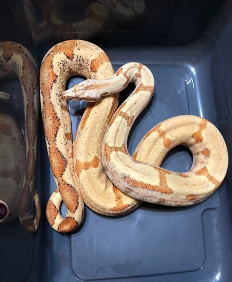 Proven Breeder VPI Super Sunglow Jungle Boa Constrictor by KL Constrictors