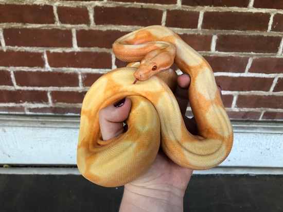 Sun Dragon Poss Super Boa Constrictor by KL Constrictors